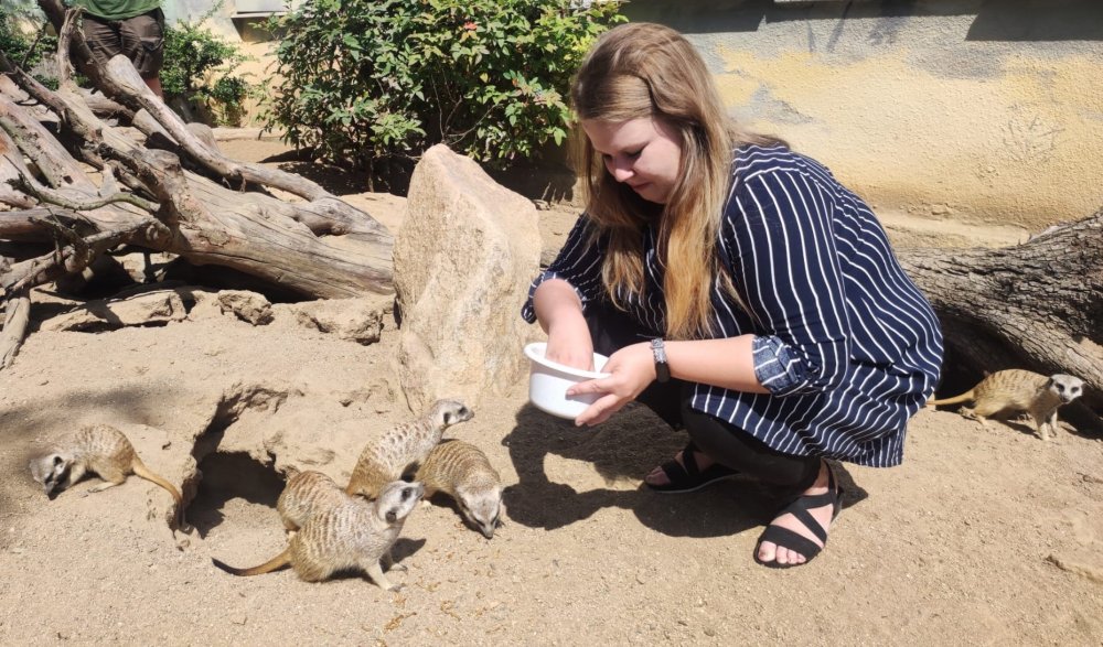 Krmení surikat :: Zoo Ústí nad Labem